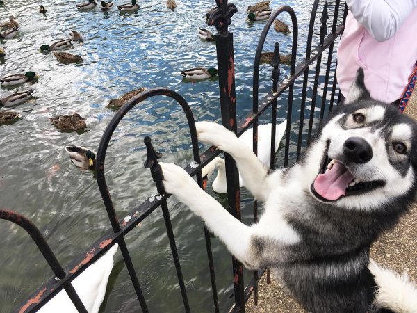 Gypsy Hill Park In Staunton, VA | Visit Staunton